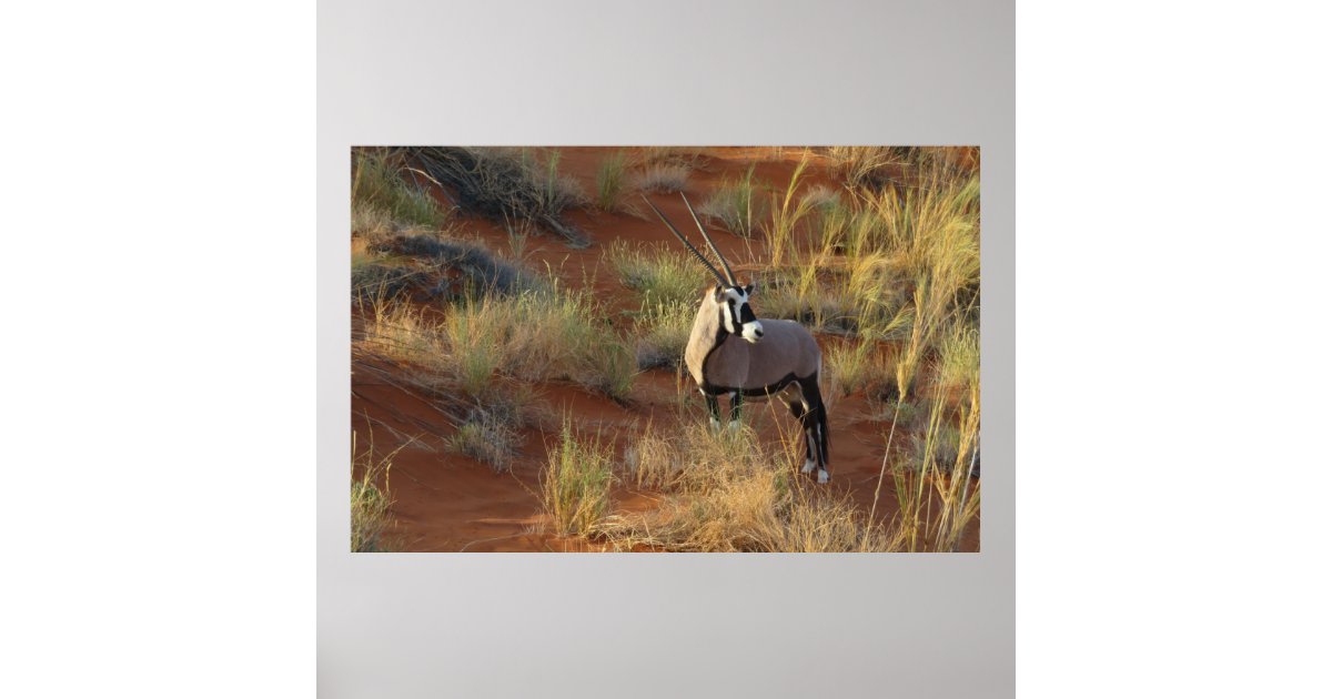 African Wildlife Oryx Antelope Sand Dune Savannah Poster | Zazzle
