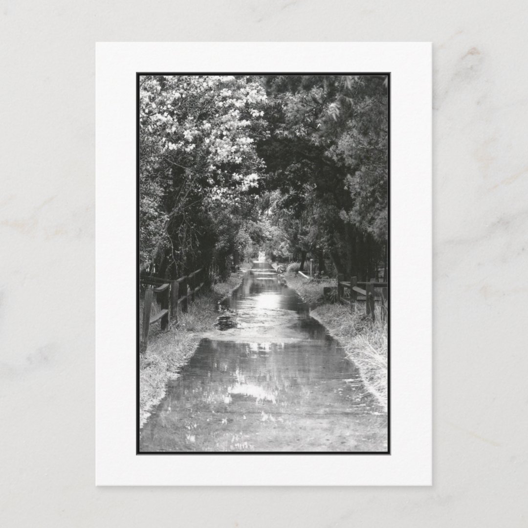 'After the Rain' Fire Island Postcard | Zazzle
