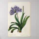 Agapanthus umbrellatus poster | Zazzle