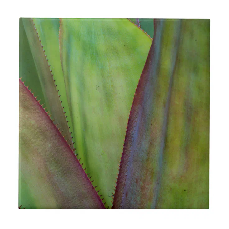 Agave Plant Detail Ceramic Tile | Zazzle