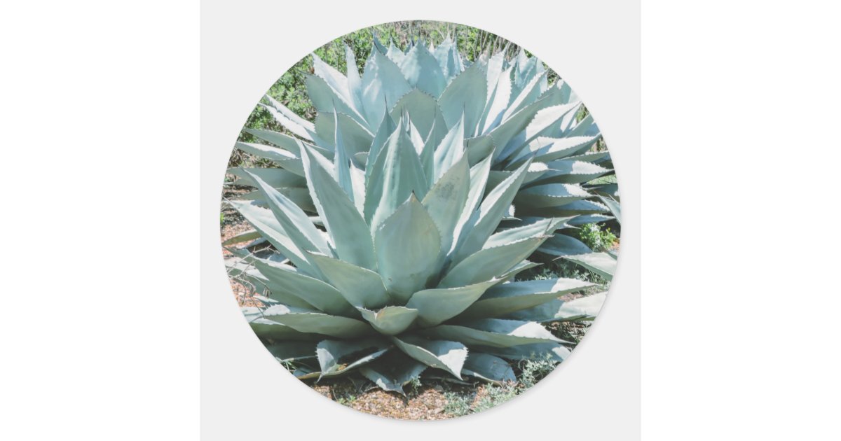 Agave Succulent Plant Cactus Green sage Classic Round Sticker | Zazzle