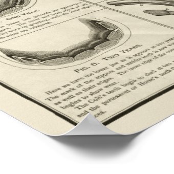 Age of Horse by Teeth Chart Anatomy Poster | Zazzle