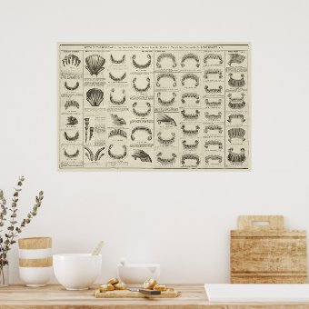 Age of Horse by Teeth Chart Anatomy Poster | Zazzle