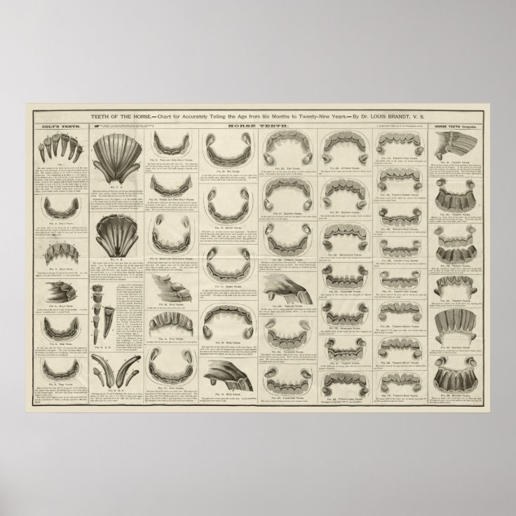 Age of Horse by Teeth Chart Anatomy Poster | Zazzle