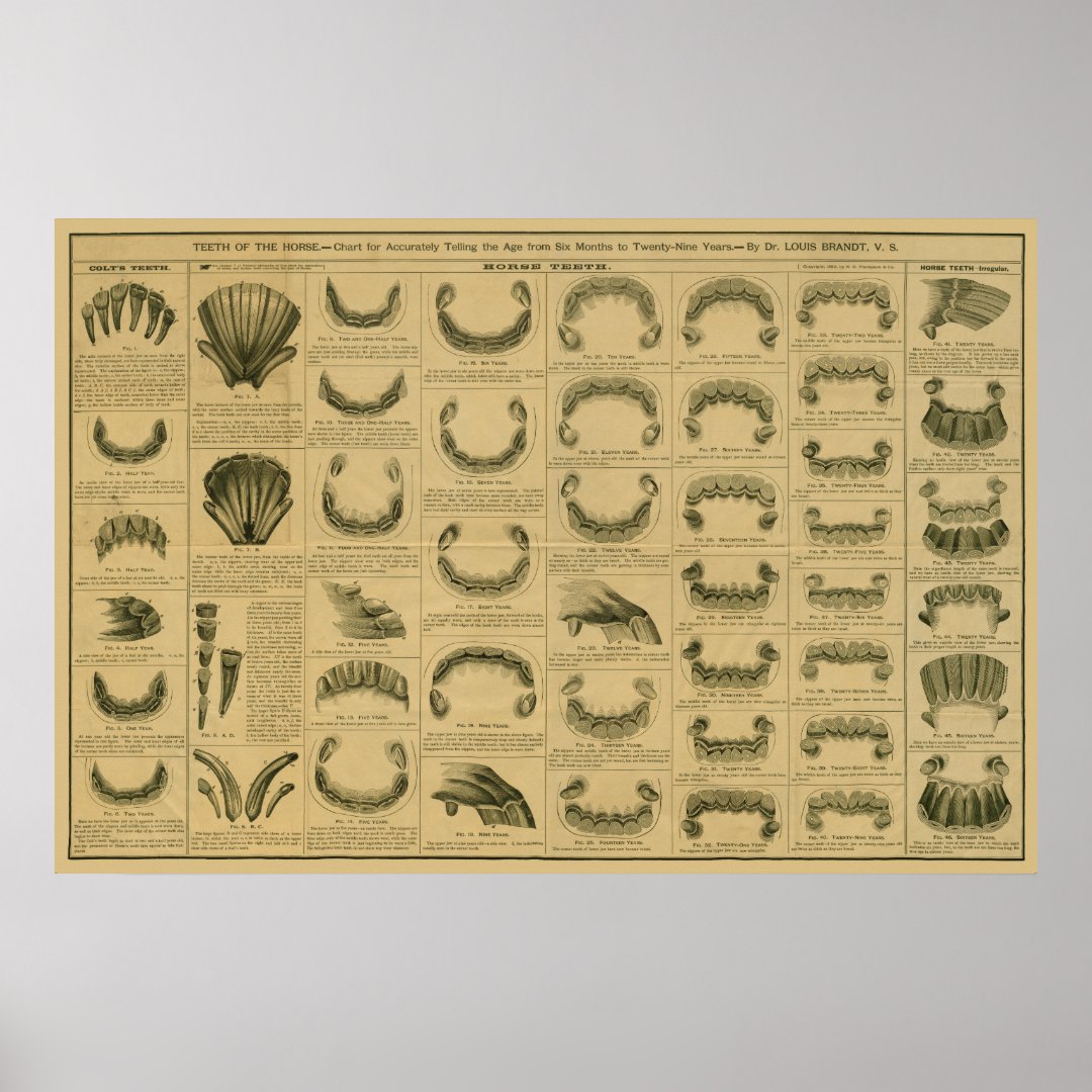 Age of Horse by Teeth Chart Dental Anatomy Poster | Zazzle