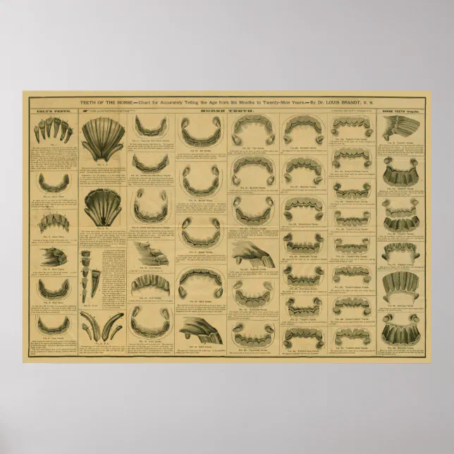 Age of Horse by Teeth Chart Dental Anatomy Poster | Zazzle