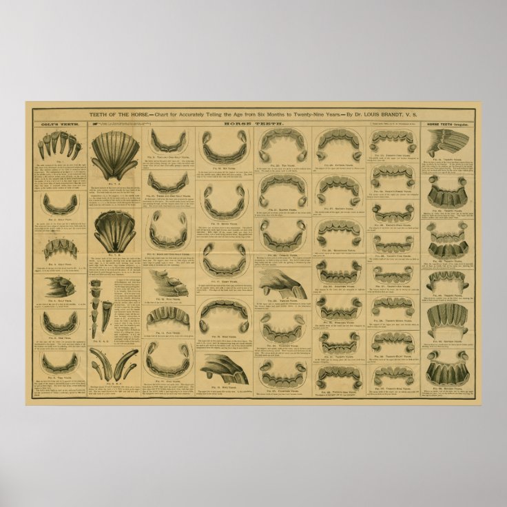 Age of Horse by Teeth Chart Dental Anatomy Poster | Zazzle