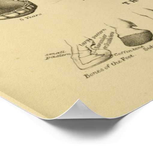 Age of Horse by Teeth Chart Dental Anatomy Poster | Zazzle