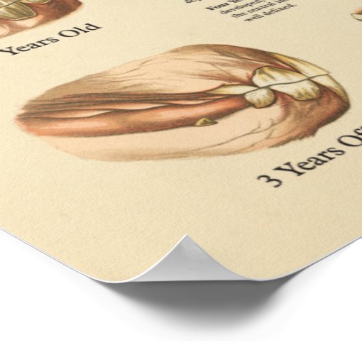 Age of the Horse Shown by the Teeth Chart | Zazzle