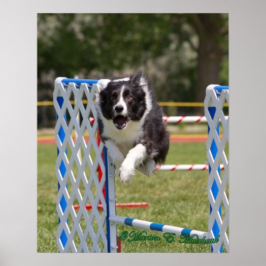 Agility Border Collie Poster | Zazzle.com