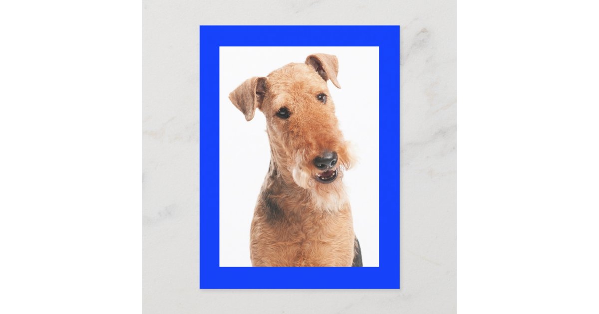 Airedale Terrier Puppy Dog Blue Postcard | Zazzle