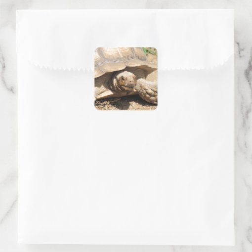 Ala Aldabra Square Sticker | Zazzle