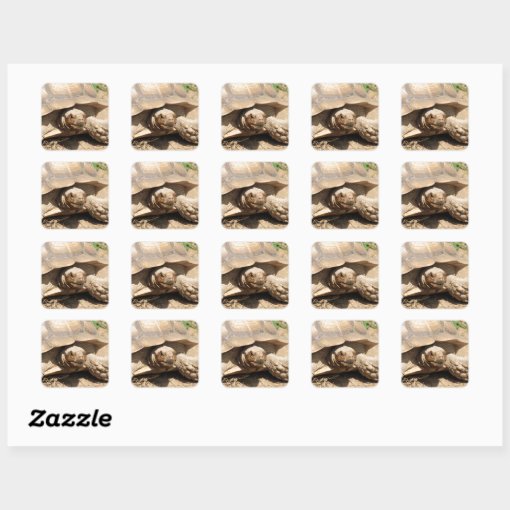 Ala Aldabra Square Sticker | Zazzle