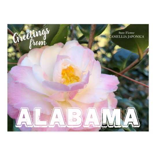 Alabama State Flower, Camellia Postcard | Zazzle.com