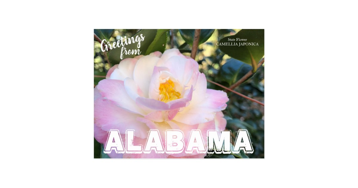 Alabama State Flower, Camellia Postcard | Zazzle.com