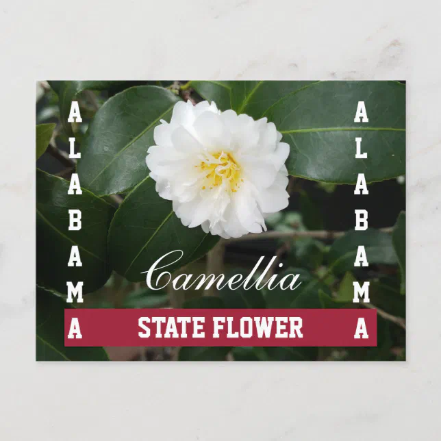 Alabama State Flower Camellia Postcard | Zazzle
