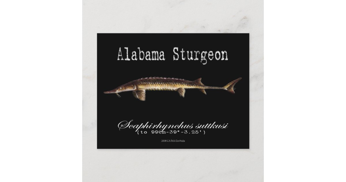 Alabama Sturgeon-Black-Postcard Postcard | Zazzle