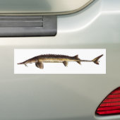 Alabama Sturgeon - Scaphirhynchus suttkusi Bumper Sticker | Zazzle