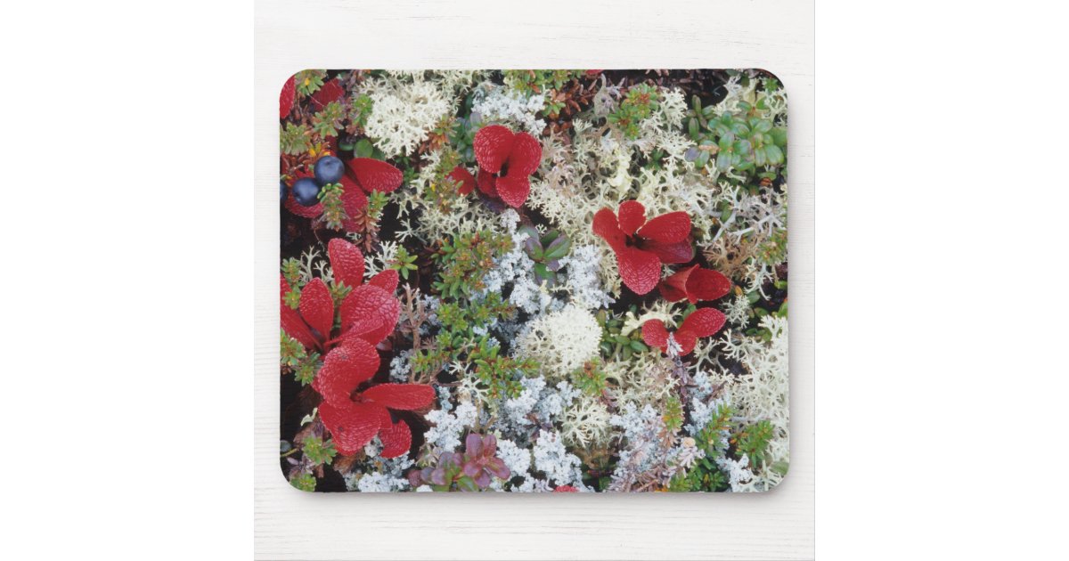 Alaska, Denali National Park, Arctic tundra is Mouse Pad | Zazzle