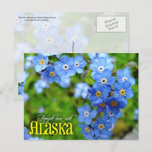 Alaska State Flower: Forget-me-not Postcard | Zazzle