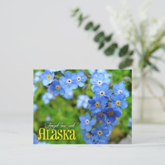 Alaska State Flower: Forget-me-not Postcard | Zazzle
