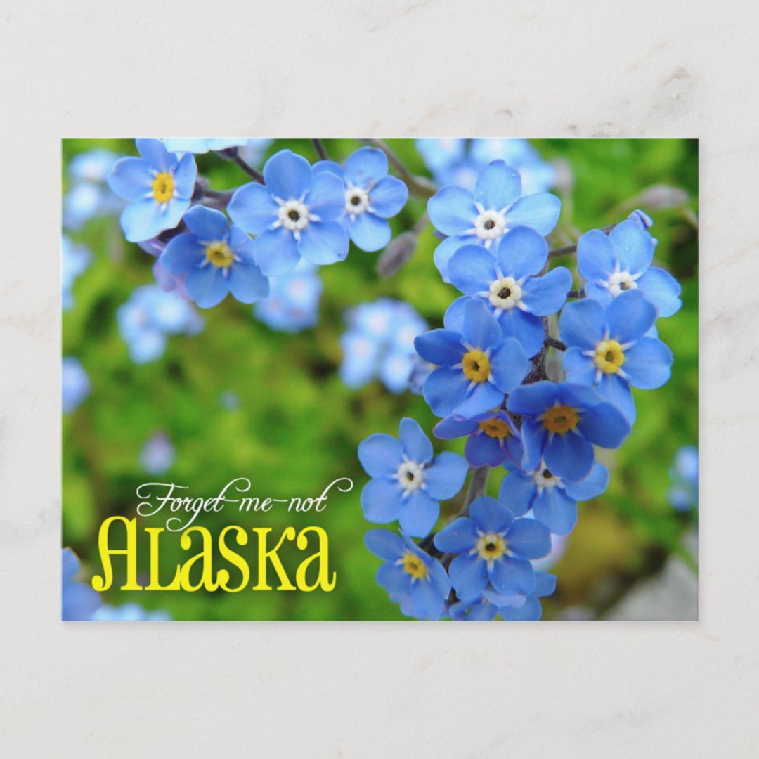 Alaska State Flower: Forget-me-not Postcard | Zazzle