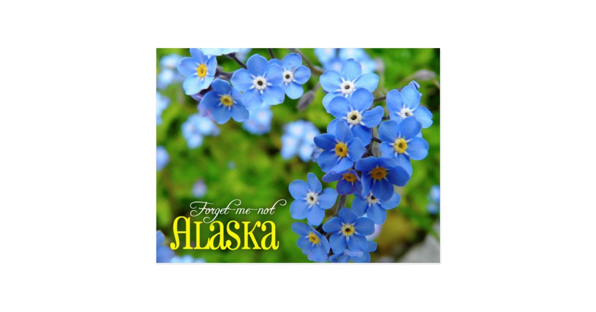 Alaska State Flower: Forget-me-not Postcard | Zazzle.com