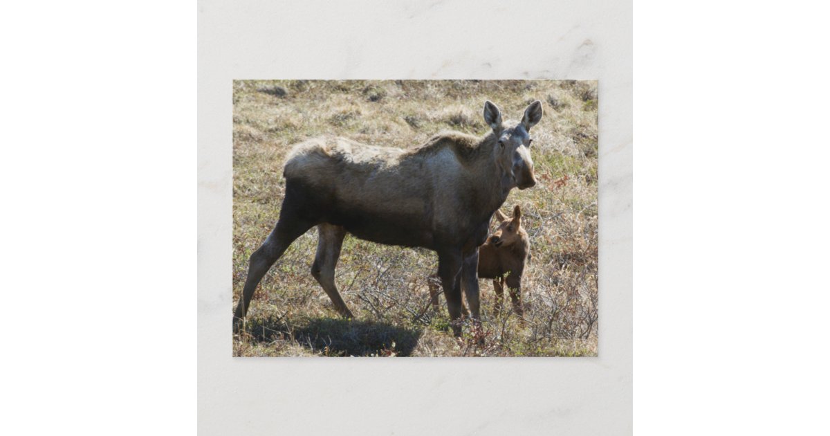 Alaskan Cow Moose with Calf Postcard | Zazzle