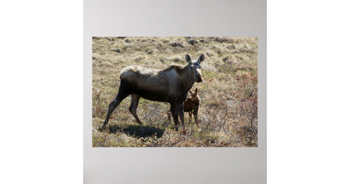 Alaskan Cow Moose with Calf Poster | Zazzle