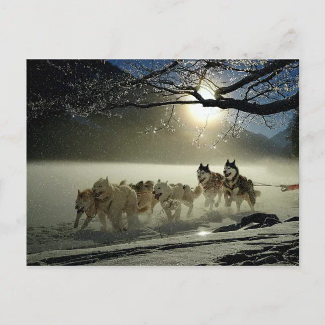 Alaskan Husky Dog Sled Race Postcard | Zazzle
