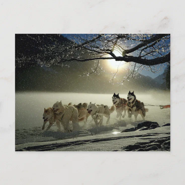 Alaskan Husky Dog Sled Race Postcard | Zazzle