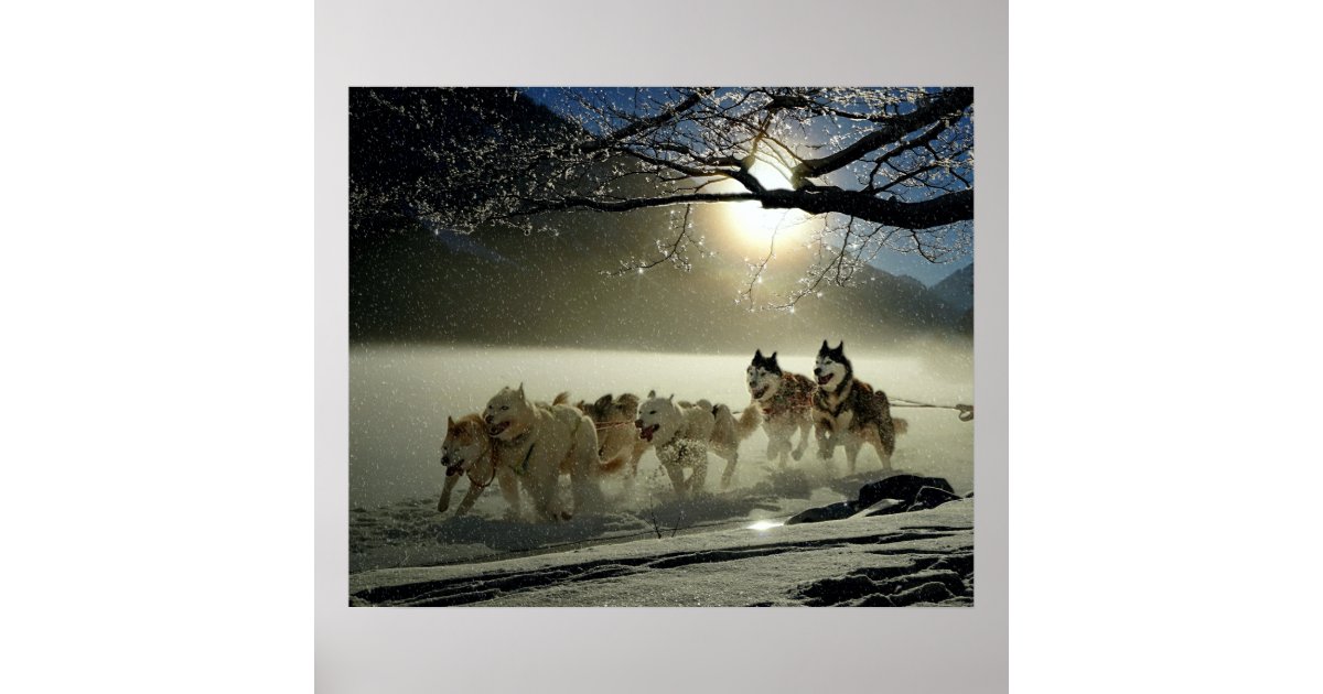 Alaskan Husky Dog Sled Race Poster | Zazzle