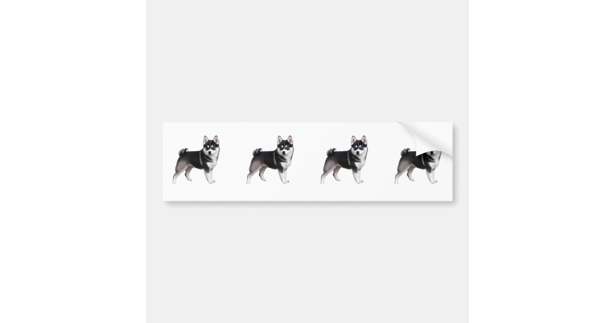 Alaskan Klee Kai Bumper Sticker | Zazzle