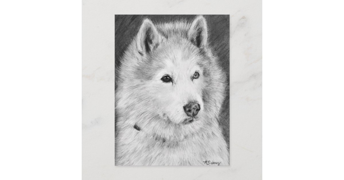 Alaskan Malamute Drawing Postcard | Zazzle