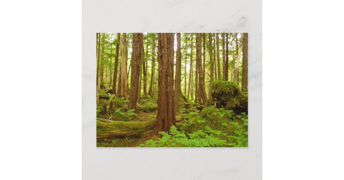 Alaskan Temperate Rainforest Postcard | Zazzle