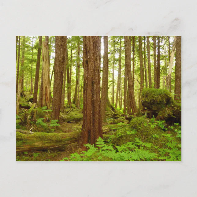 Alaskan Temperate Rainforest Postcard | Zazzle