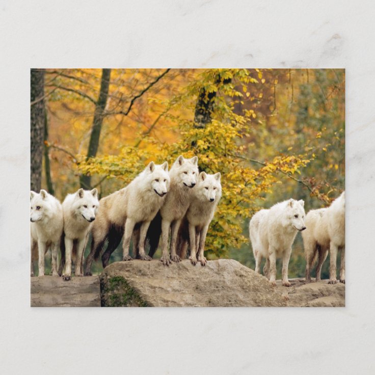 Alaskan White Wolves in the forest Postcard | Zazzle