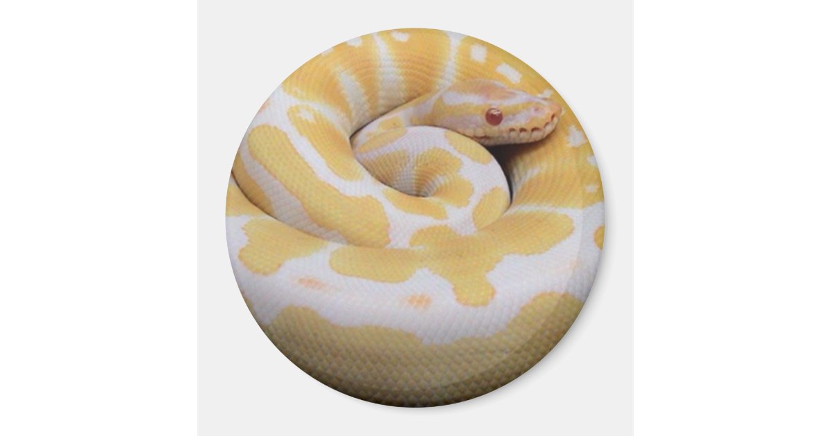 Albino Ball Python Magnet | Zazzle