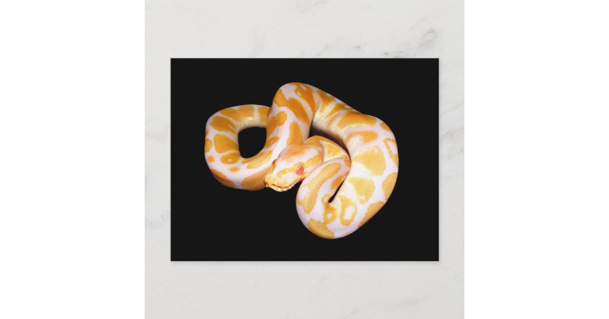 Albino Ball Python Postcard | Zazzle
