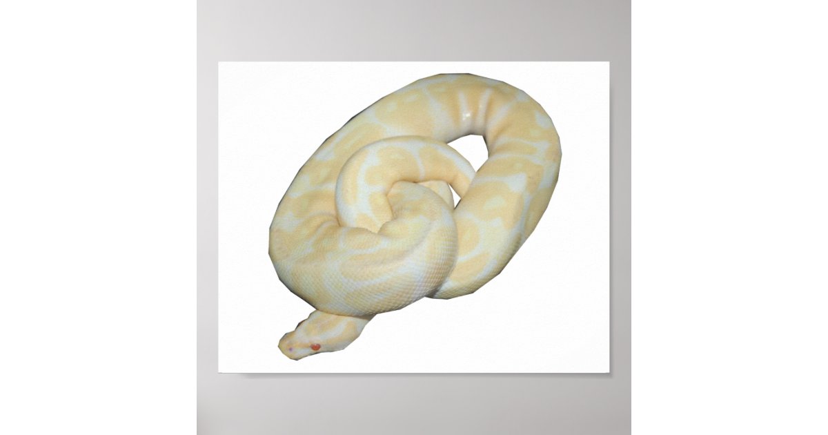Albino Bumble Bee Poster | Zazzle