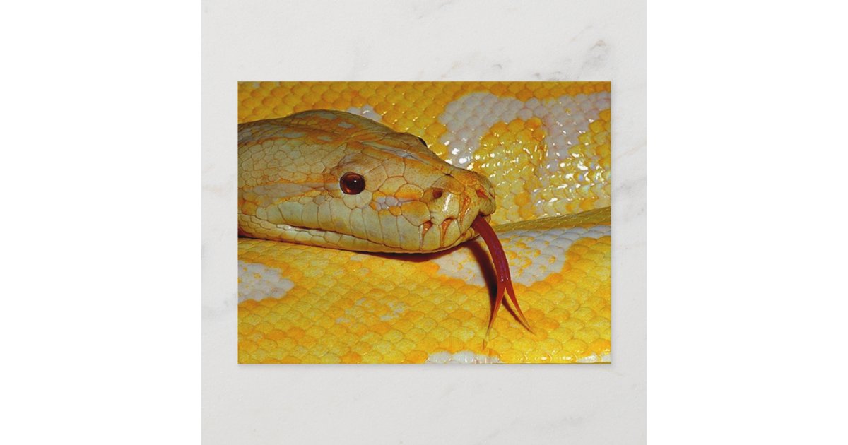 Albino Burmese Closeup Postcard | Zazzle