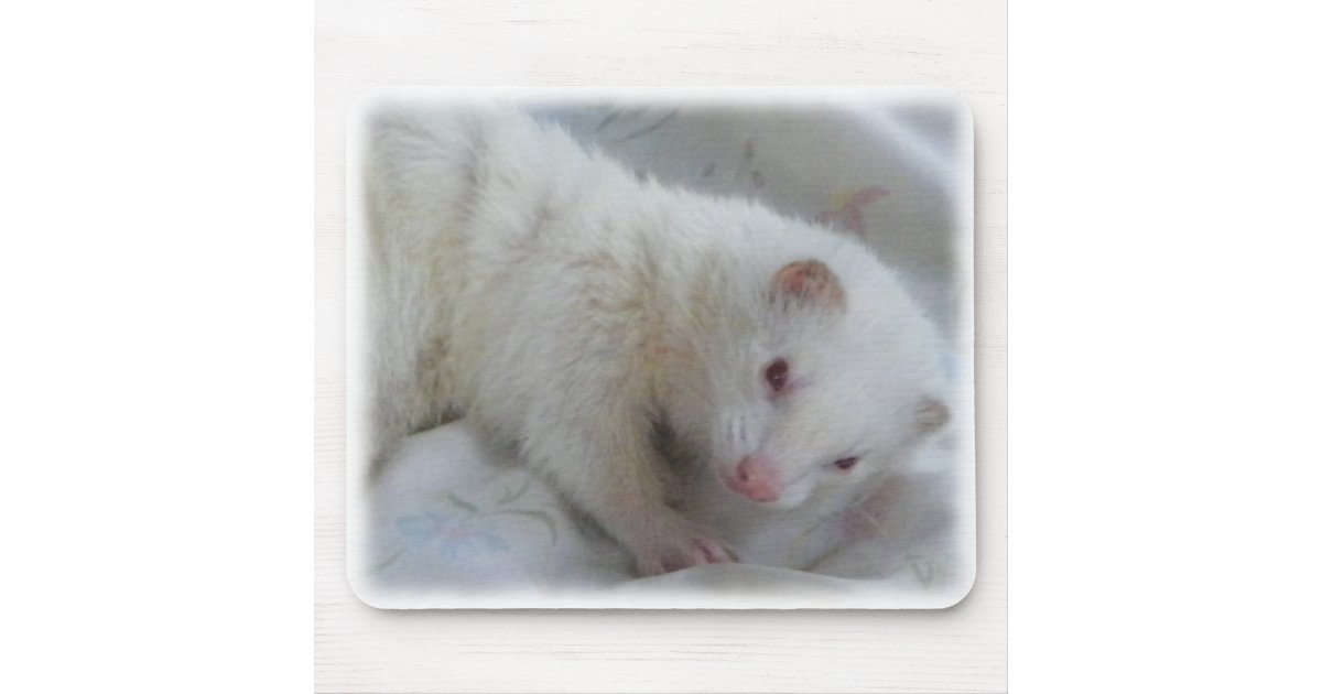 Albino Ferret Picture Mouse Pad | Zazzle