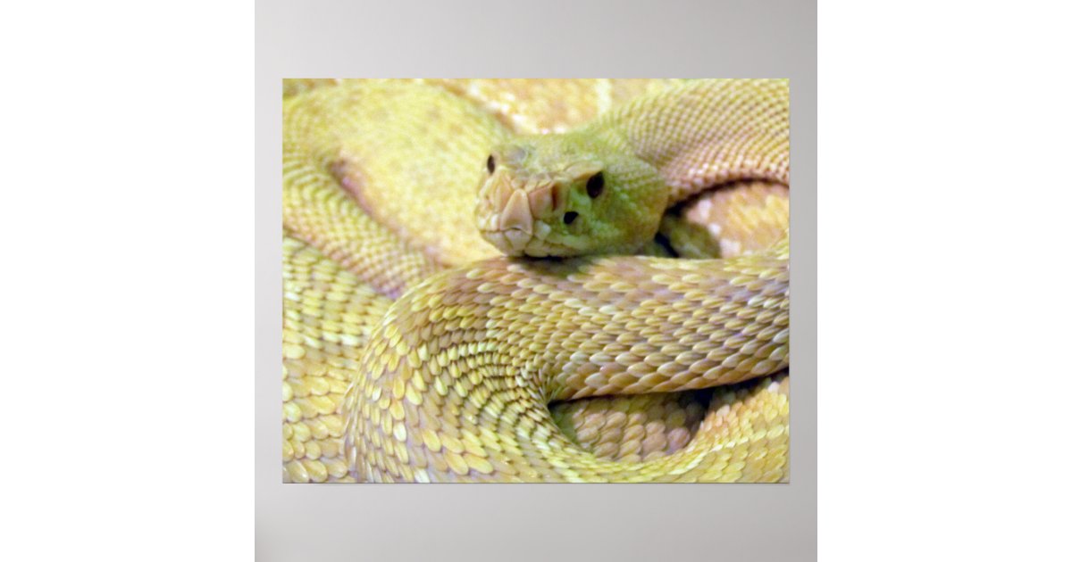 Albino RattleSnake Poster | Zazzle