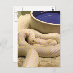 Albino Snake Postcard! Postcard | Zazzle