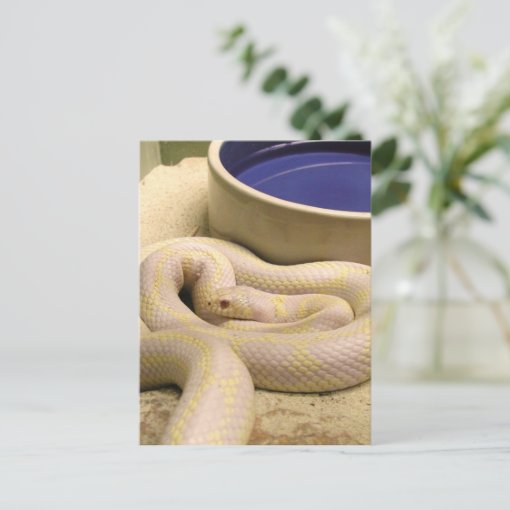 Albino Snake Postcard! Postcard | Zazzle