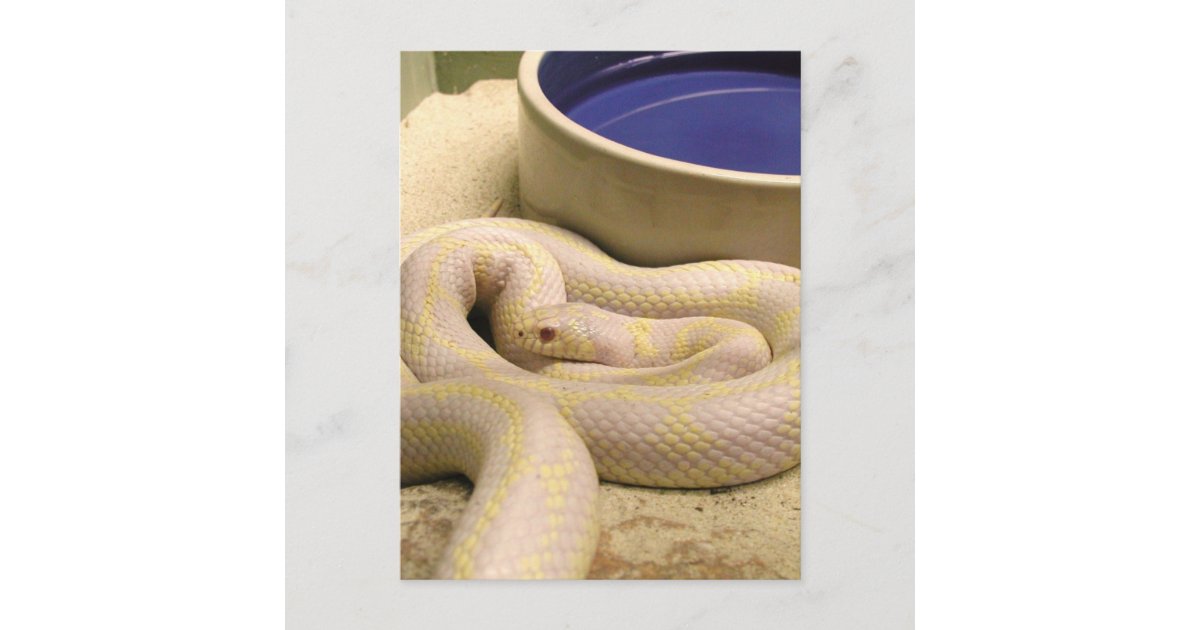Albino Snake Postcard! Postcard | Zazzle