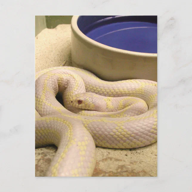 Albino Snake Postcard! Postcard | Zazzle