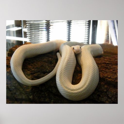 Albino Snake Poster | Zazzle