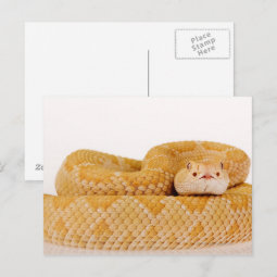 Albino Western diamondback rattlesnake (Crotalus A Postcard | Zazzle