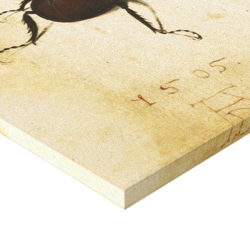 Albrecht Durer Stag Beetle Renaissance Vintage Art Canvas Print | Zazzle